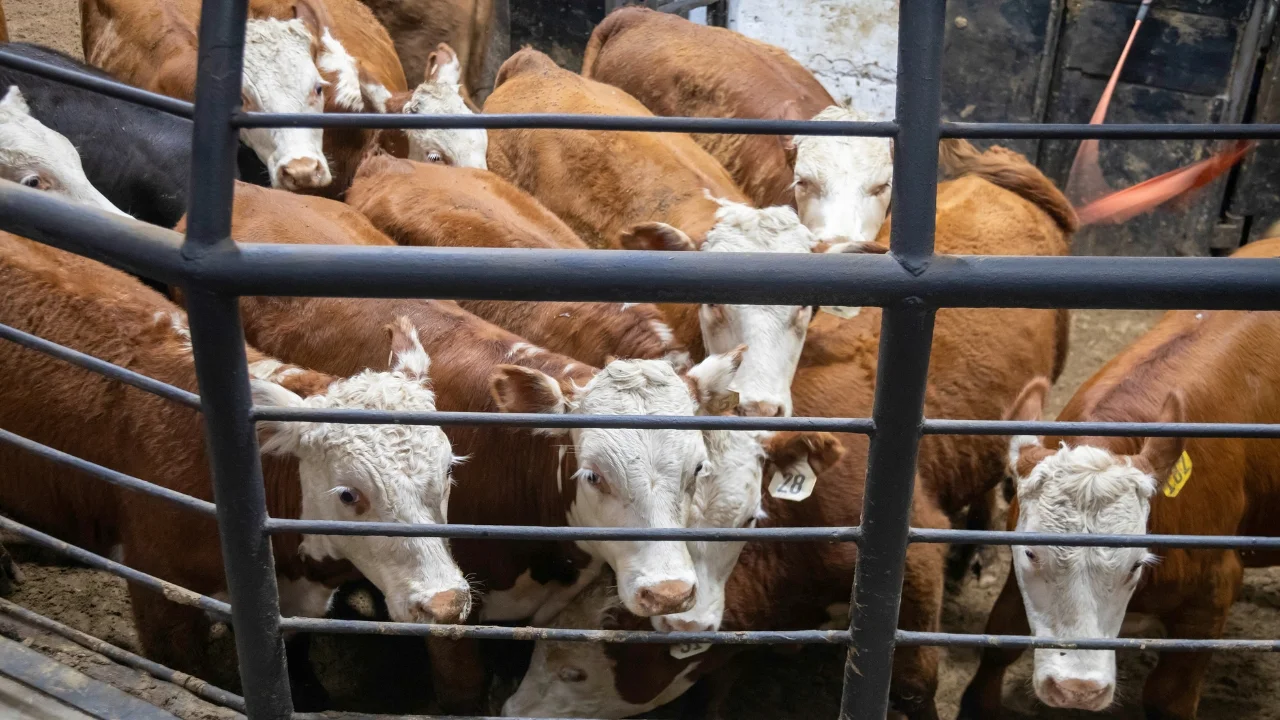 Trump Dropped Beef Tariffs: Should You Sell or Hold Till March?